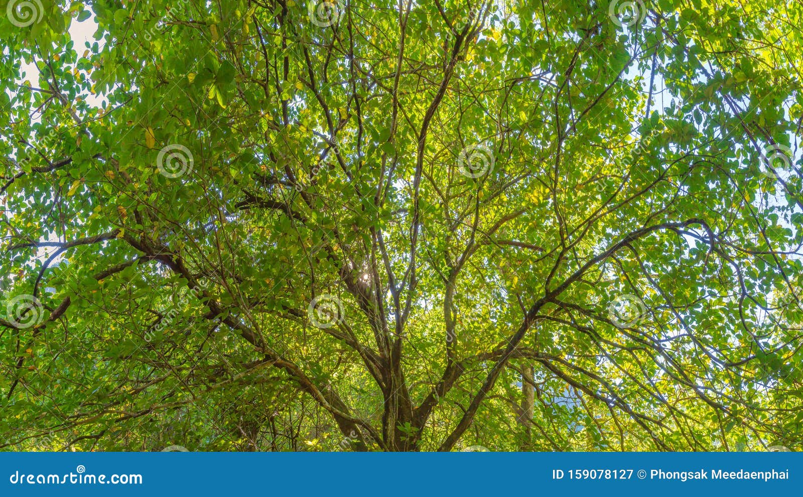 Tree Branch and Green Leaf. Stock Image - Image of lush, organic: 159078127