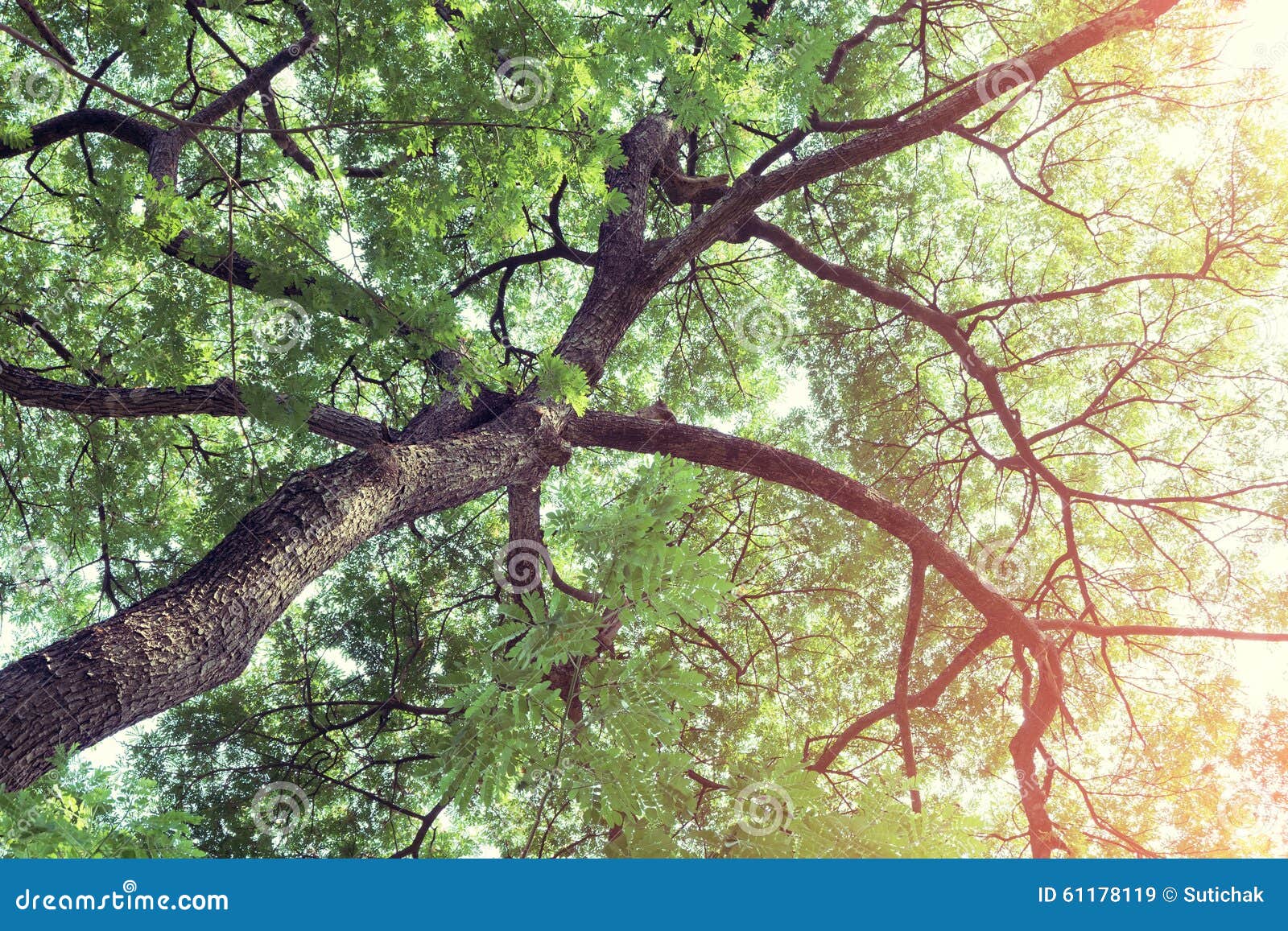 Tree Branch Of Green Leaves On A Big Tree Stock Image | CartoonDealer ...