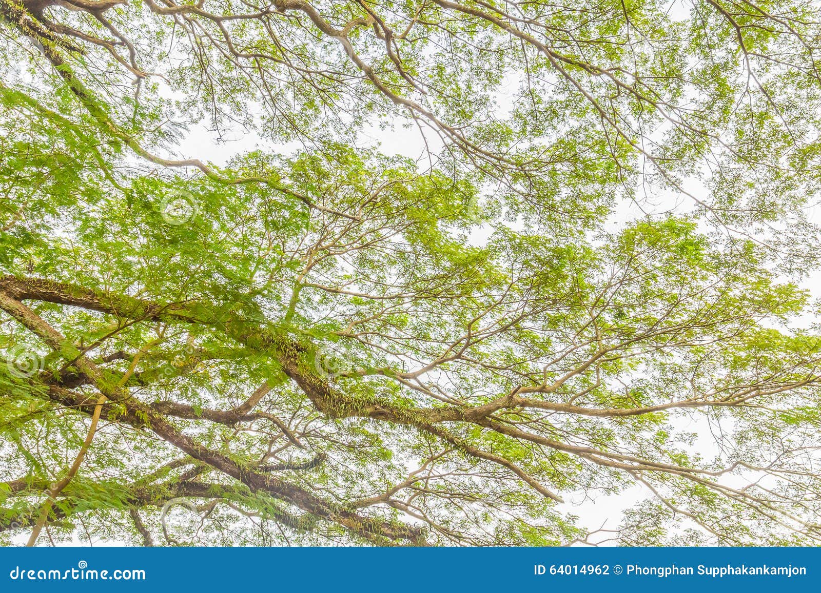 The Tree Branch of Green Leaves on a Big Tree, Nature Background Stock ...