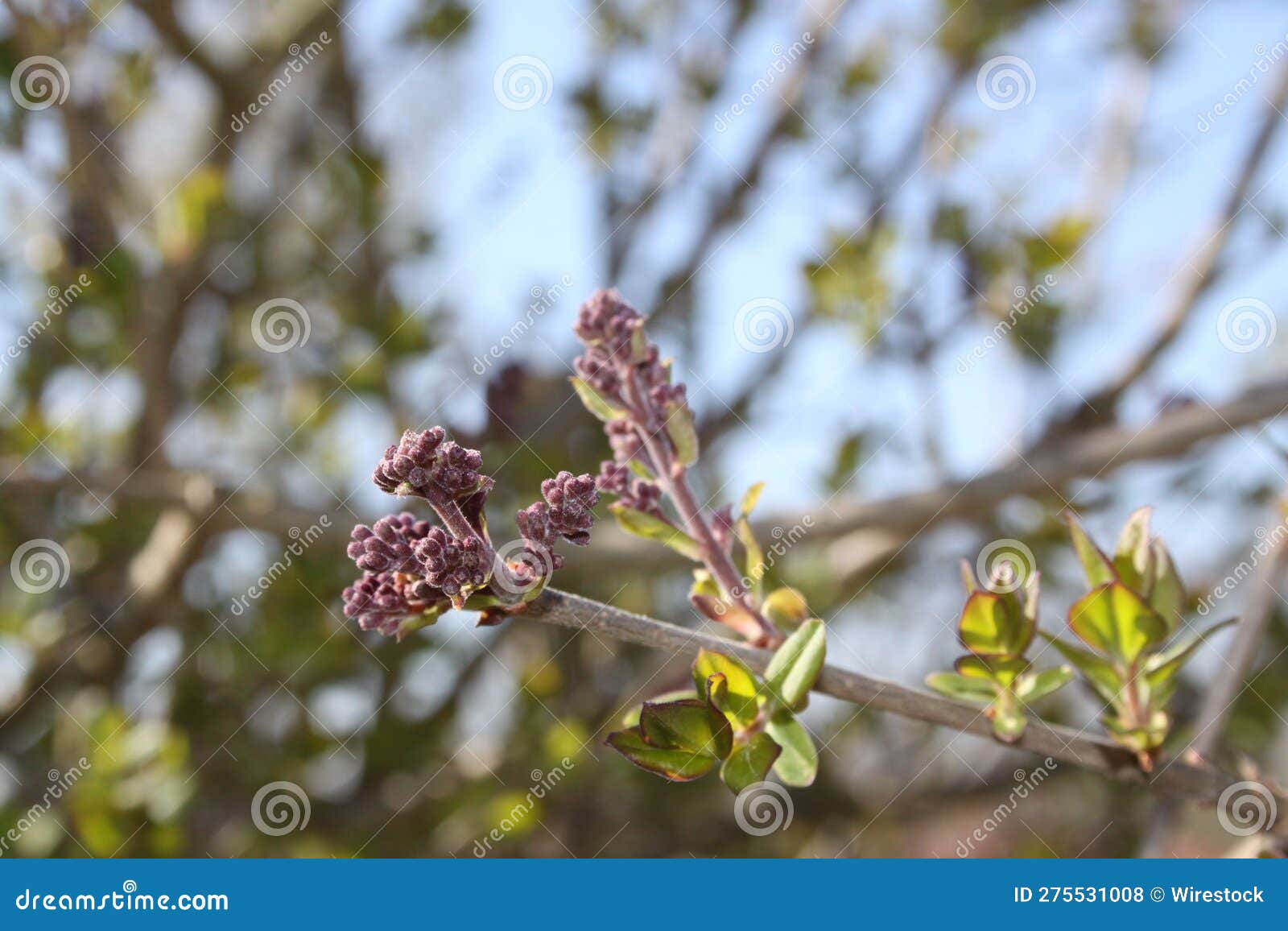 Tree Branch with Green Leaves and Buds Stock Photo - Image of ...