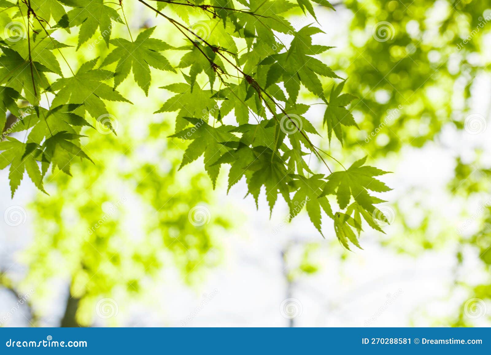 Tree Branch with Green Leaves on Sunny Day. Springtime Background Stock ...