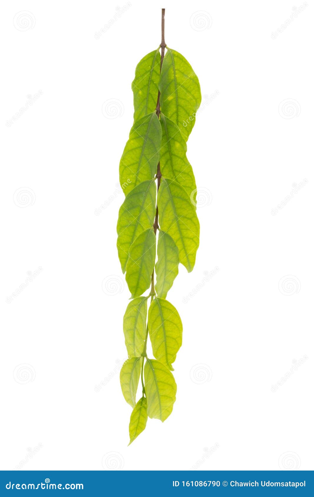 Tree Branch and Green Leaves Stock Photo - Image of growth, green ... Tree Branch and Green Leaves Stock Photo - Image of growth, green ...