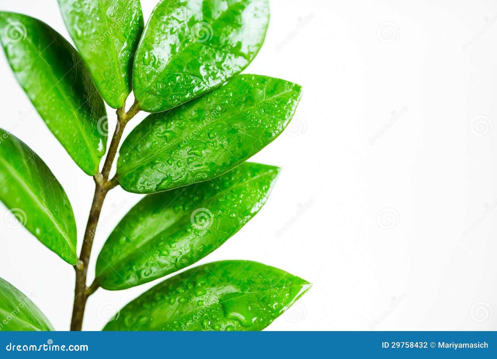 Tree Branch with a Green Leaves Stock Photo - Image of little, grow ...