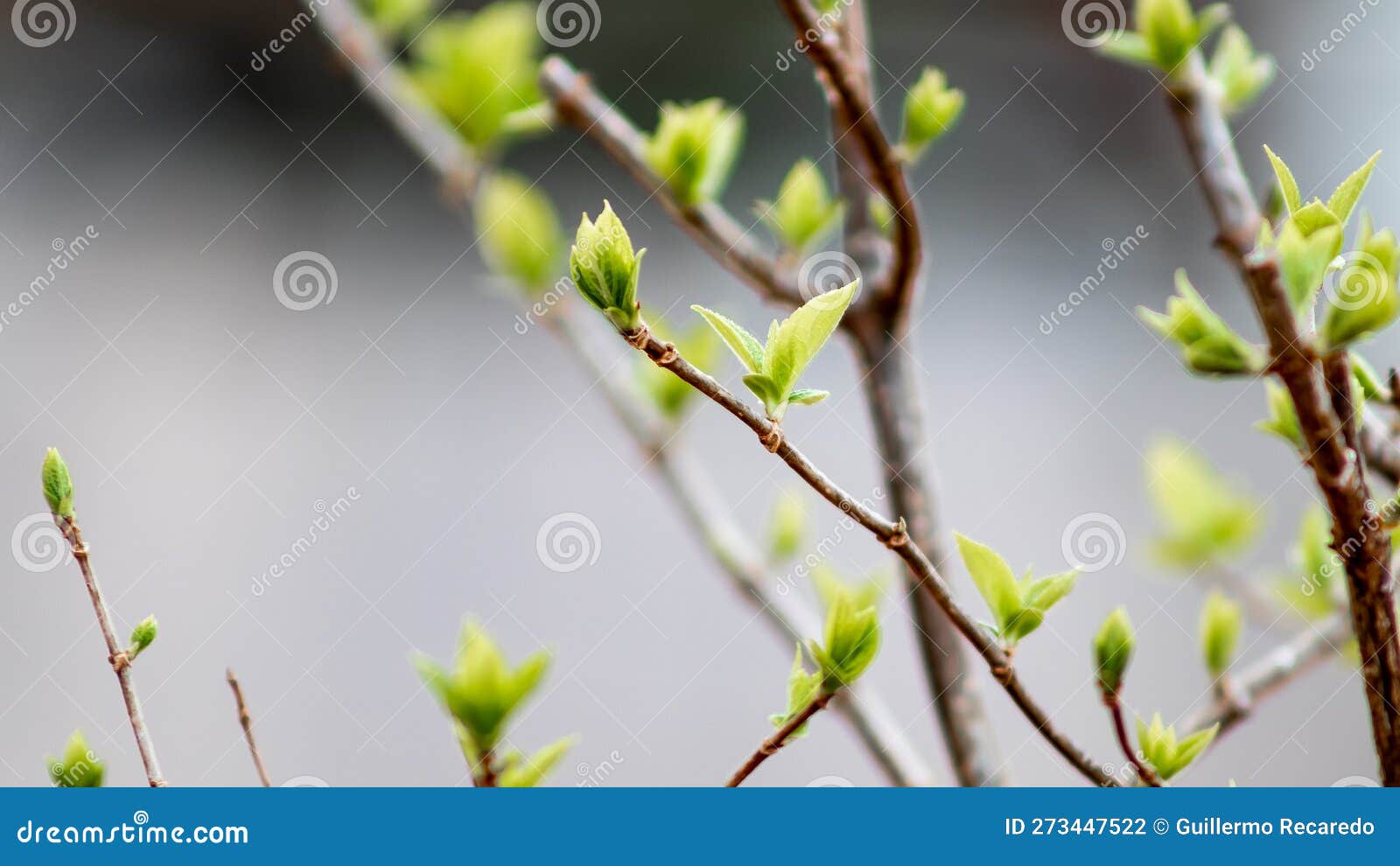 A Tree Branch with Green Leaves and the Word Spring on it. Stock Photo ...