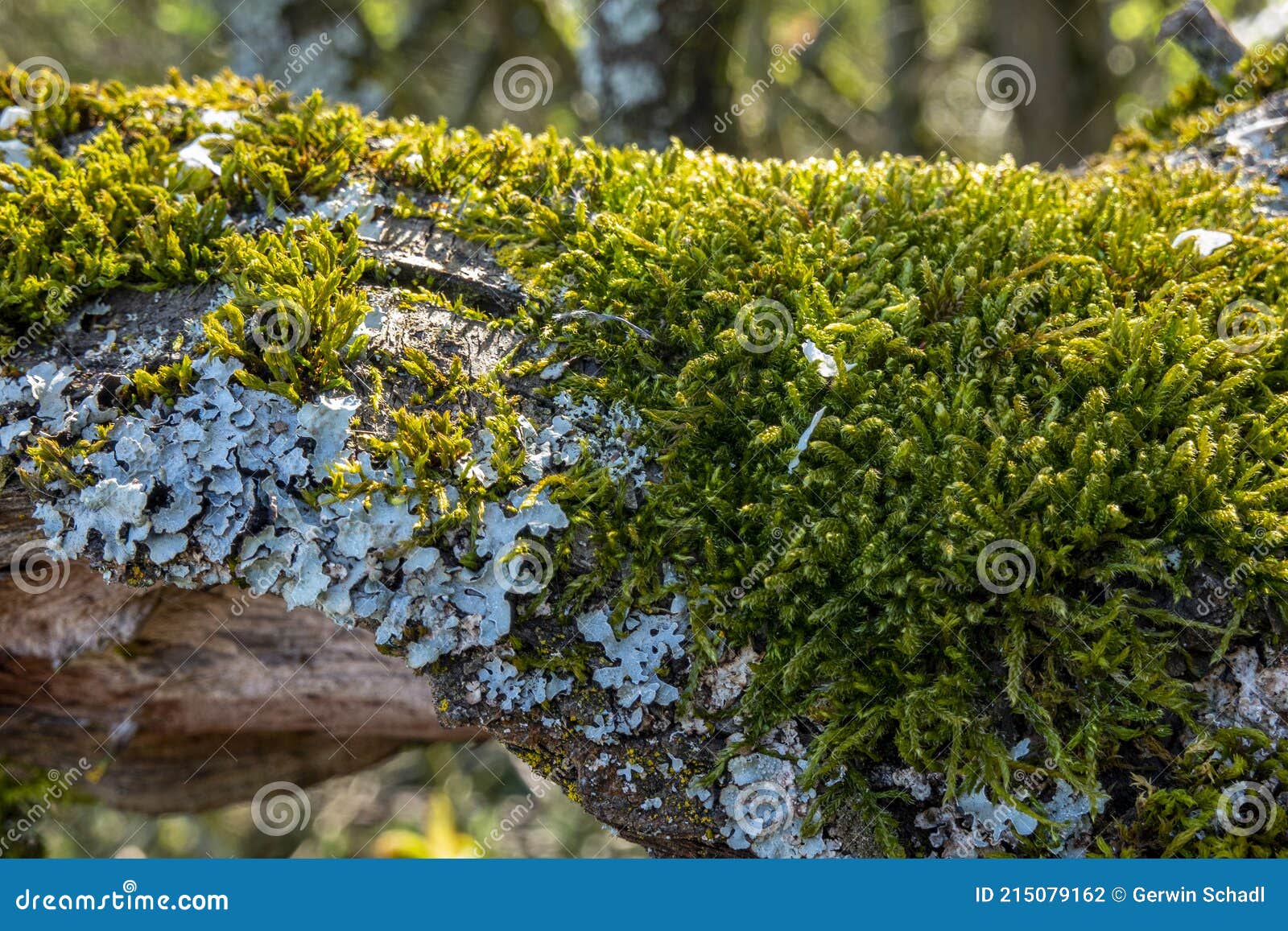 Mosses and Lichens on a Dead Tree Branch Stock Photo - Image of blur ...