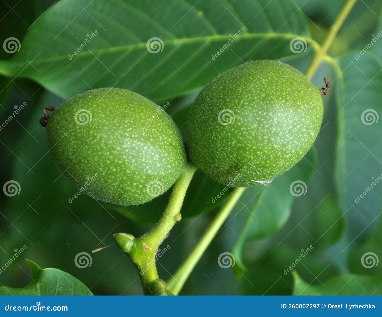 On a Tree Branch is a Walnut that Ripens with a Green Shell Stock Image ...