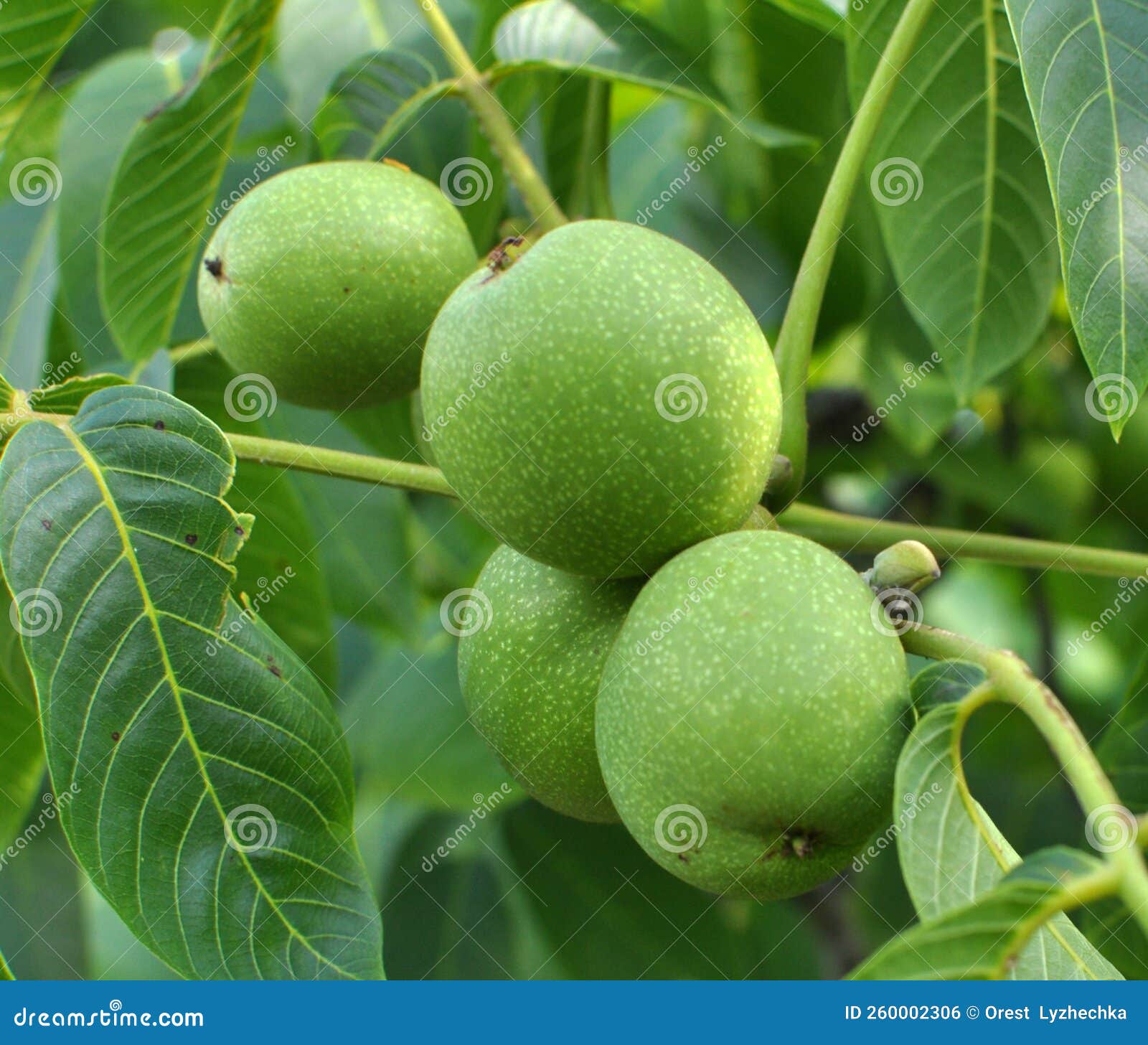 On a Tree Branch is a Walnut that Ripens with a Green Shell Stock Photo ...