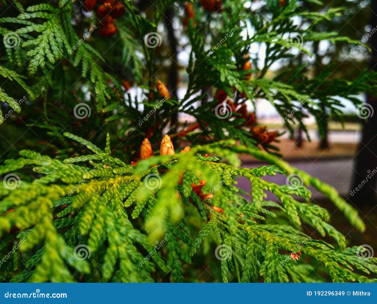 Tree branch.Green stock image. Image of park, branchgreenery - 192296349