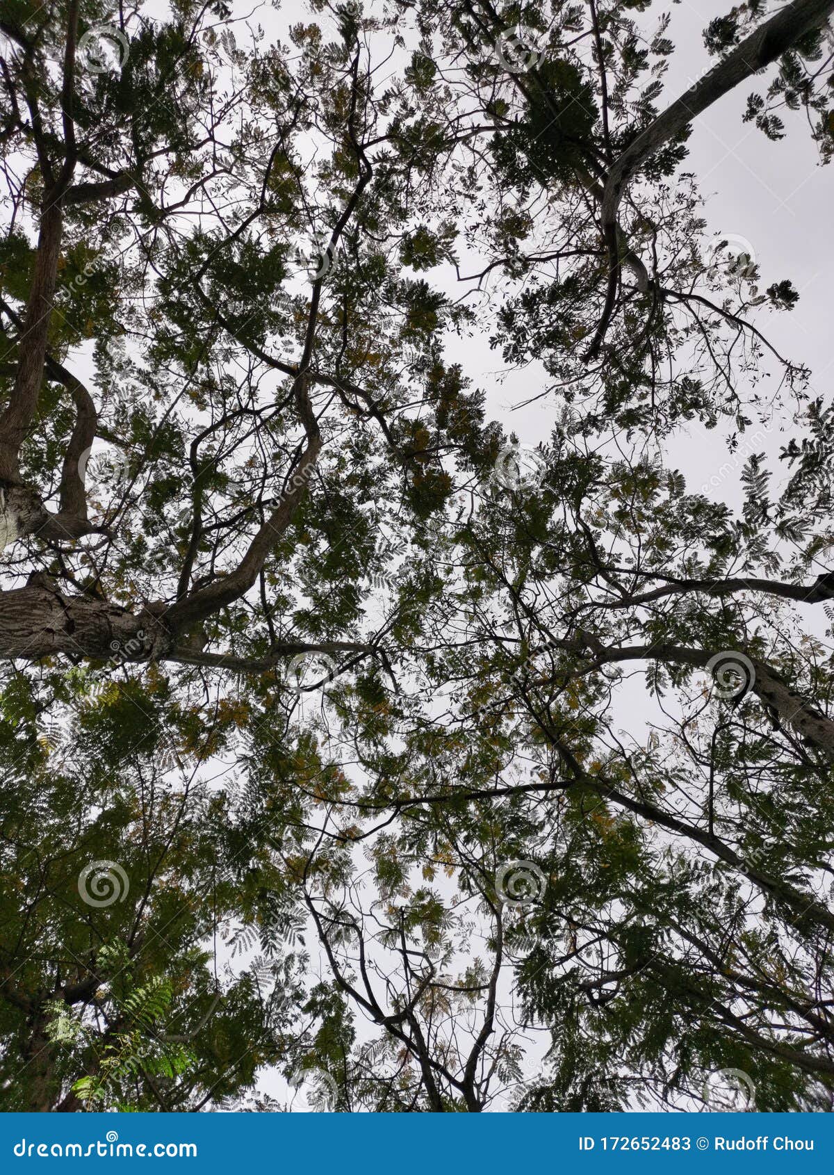 Tree of branch stock image. Image of pattern, branch - 172652483