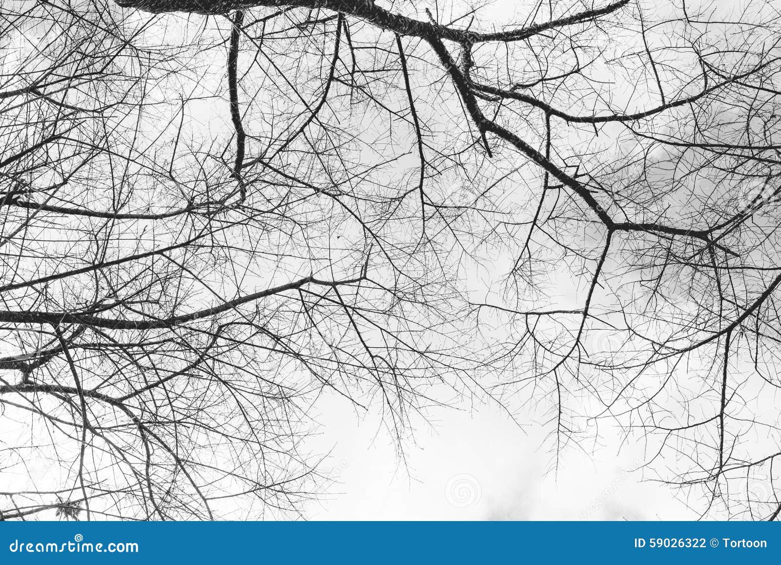 Tree Branch Grunge Vintage Texture Stock Photo - Image of abstract ...
