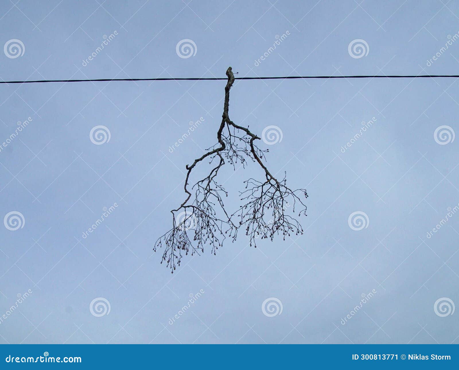 A Tree Branch Hanging from Cable Stock Image - Image of twig, small ...