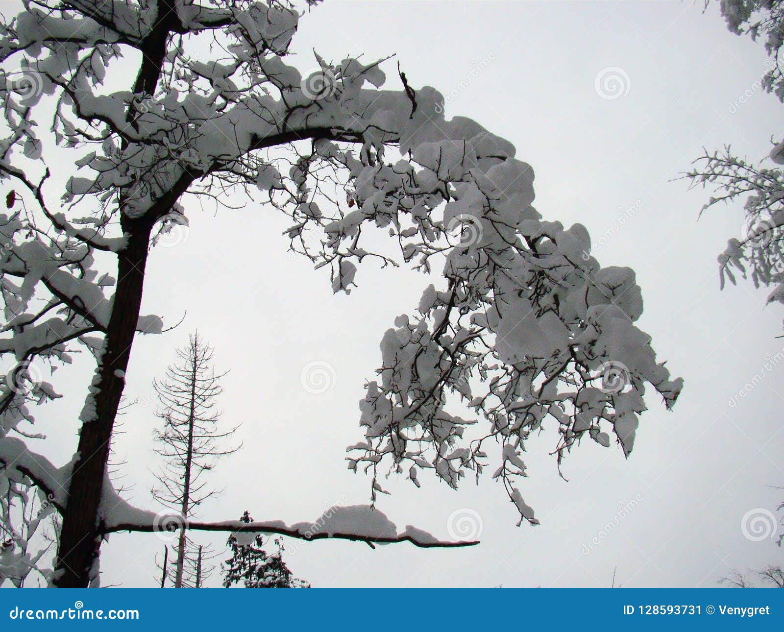 Tree Branch Hanging Covered with Heavy Snow Stock Image - Image of ...