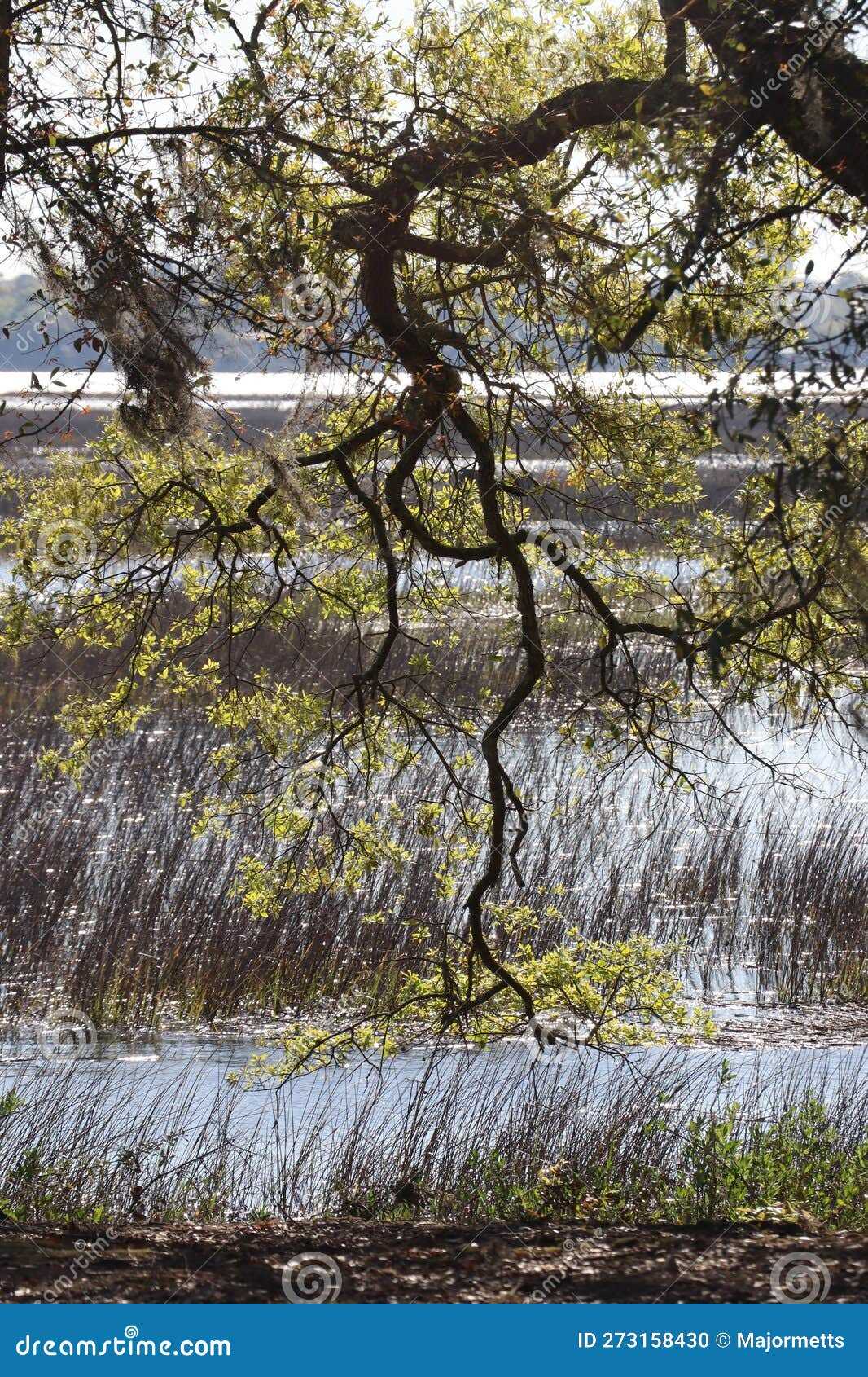 Tree Branch Hanging Down in Front of Grass and Water Marsh Rows Stock ...