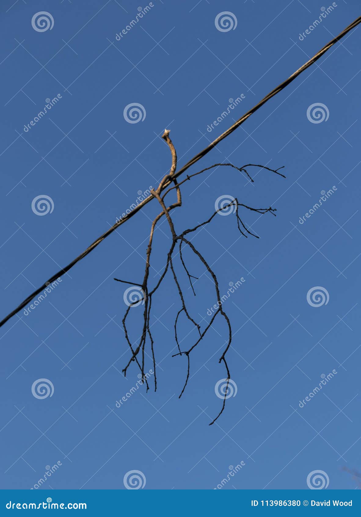 Tree Branch Hanging on Electrical Wire Stock Photo - Image of energy ...