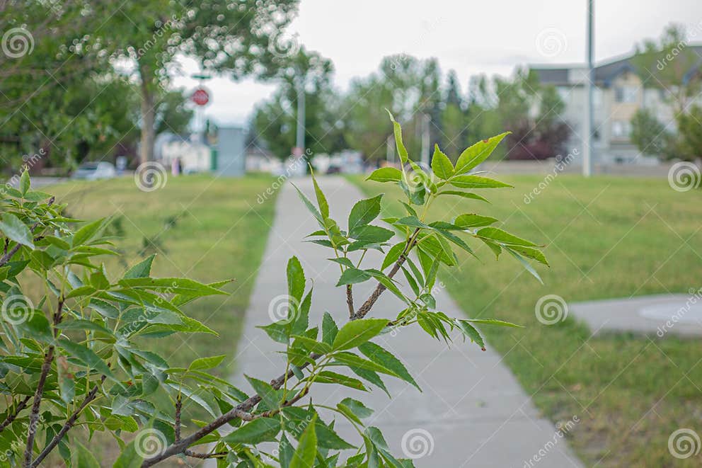 Tree Branch Hanging Over a Sidewalk Stock Image - Image of outside ...