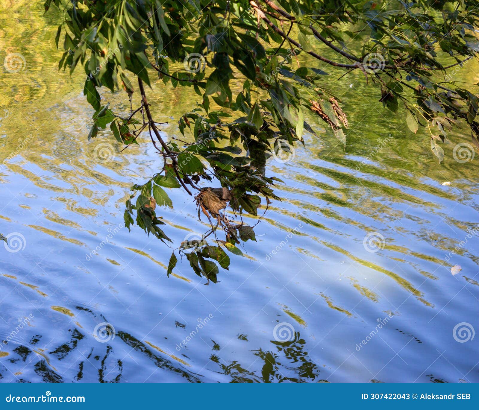 Tree Branch Hanging Over the Water Stock Image - Image of forest ...