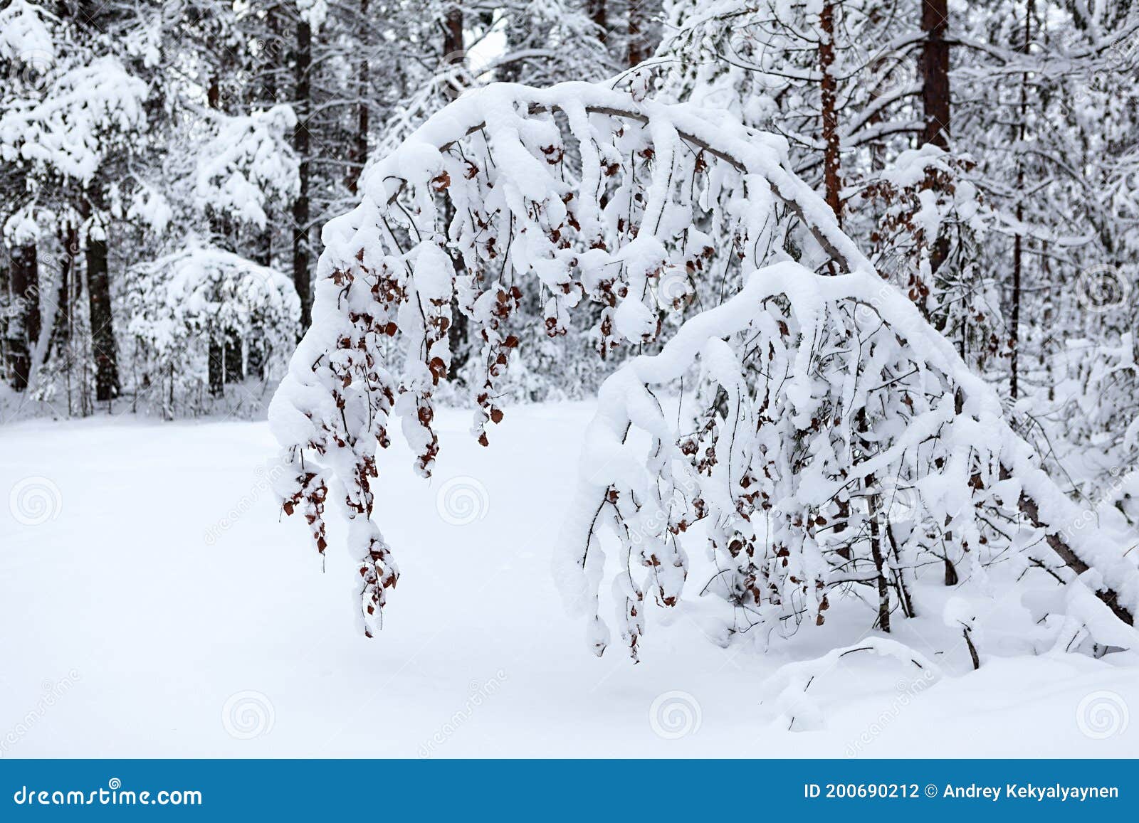 Tree Branch Hanging Under the Weight of Heavy Snow in Winter Cold ...