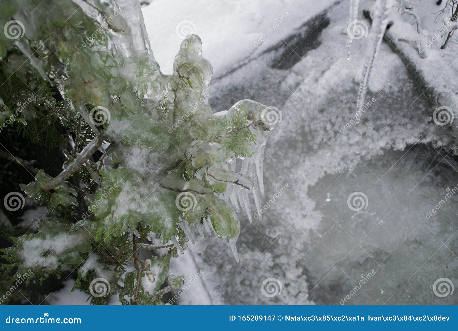 Tree Branch with Icicles. Close-up of Ice on a Tree Stock Image - Image ...