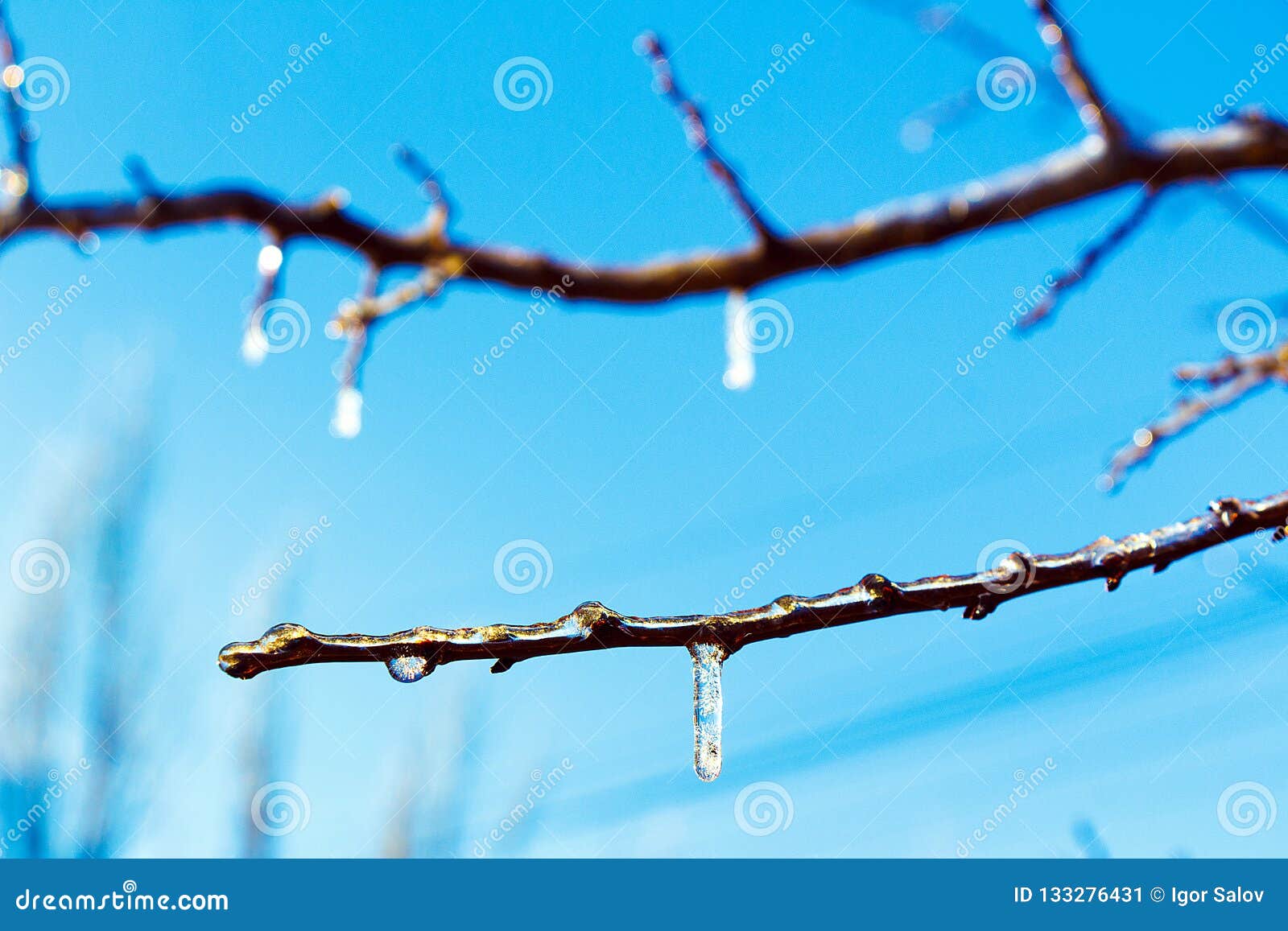 Icicles on the Branches of Trees Against the Blue Sky Stock Image ...