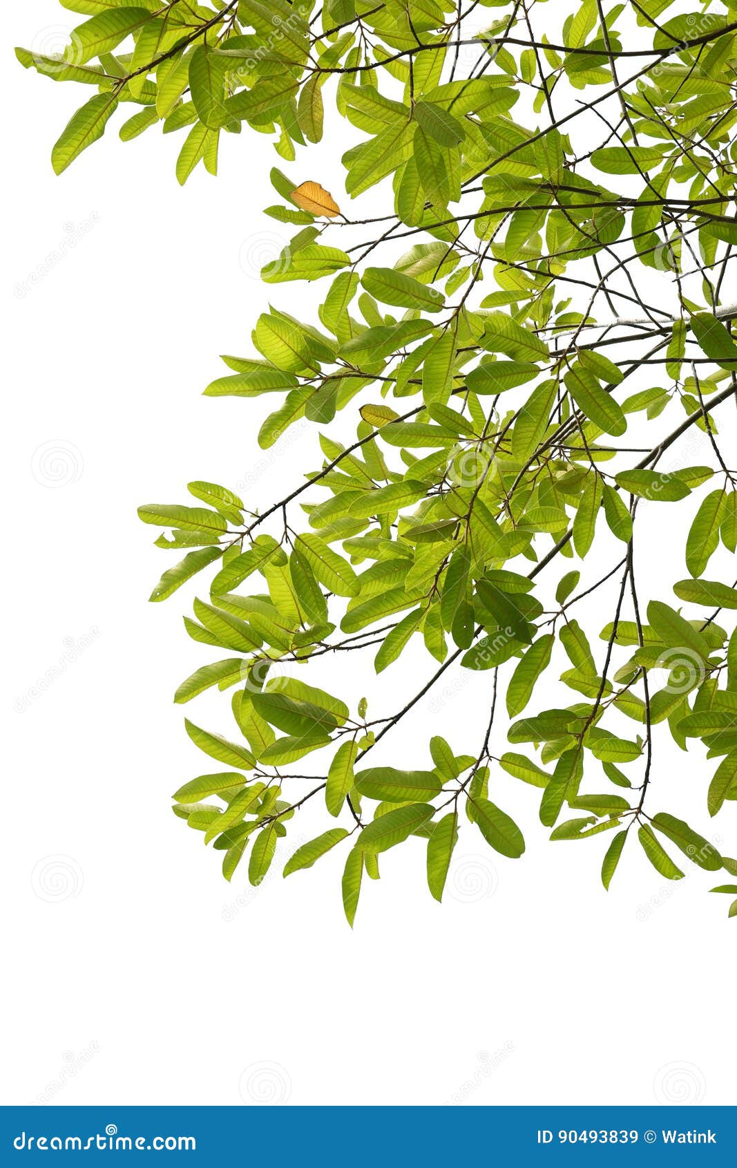 Tree branch isolated stock image. Image of detail, abstract - 90493839