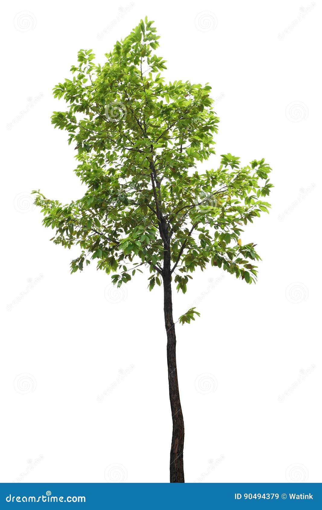 Tree branch isolated stock image. Image of lines, branch - 90494379