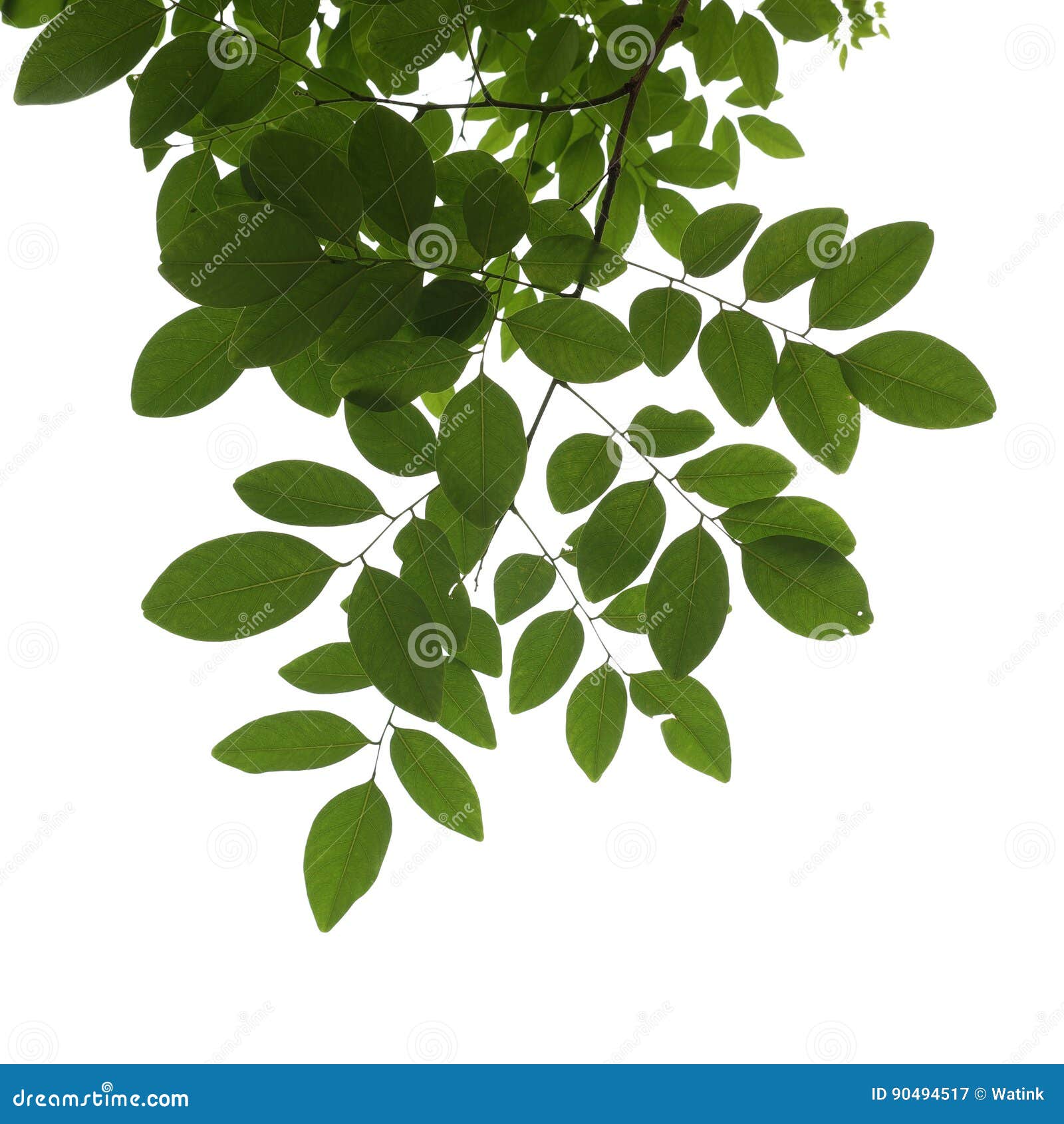 Tree branch isolated stock image. Image of leaf, detail - 90494517
