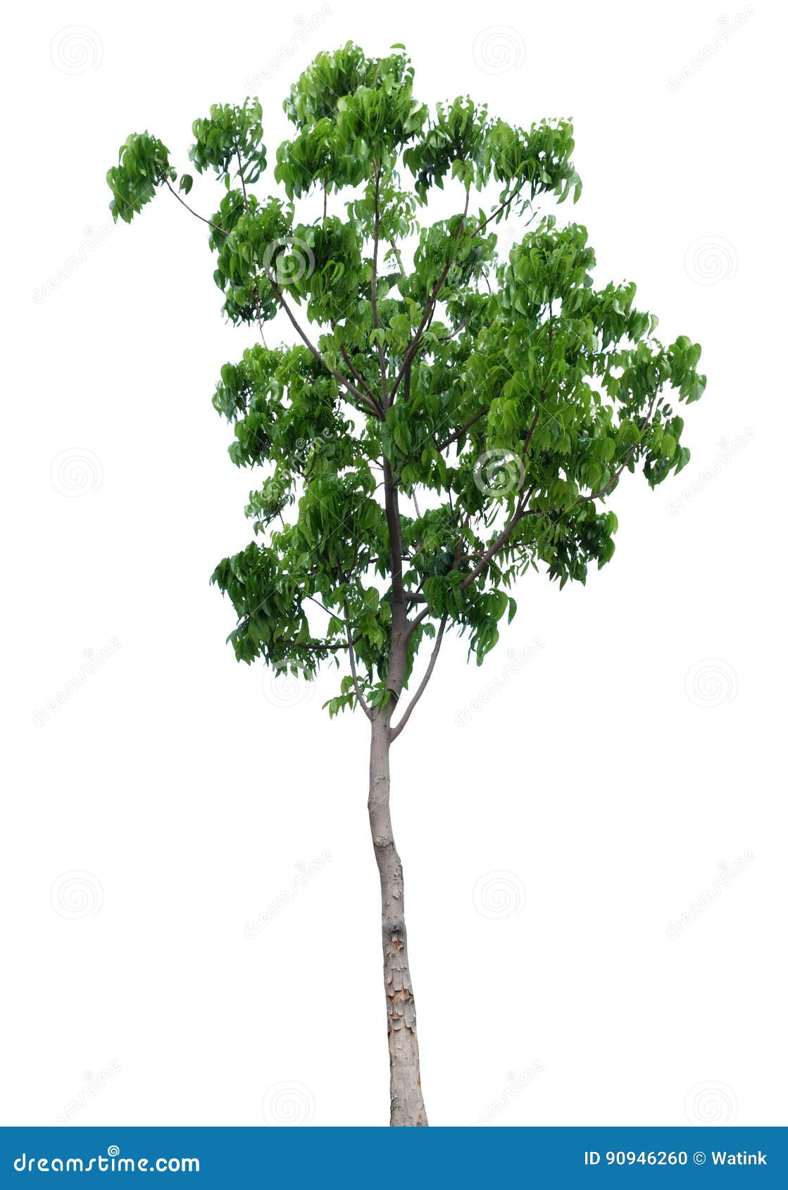 Tree branch isolated stock photo. Image of detail, isolated - 90946260