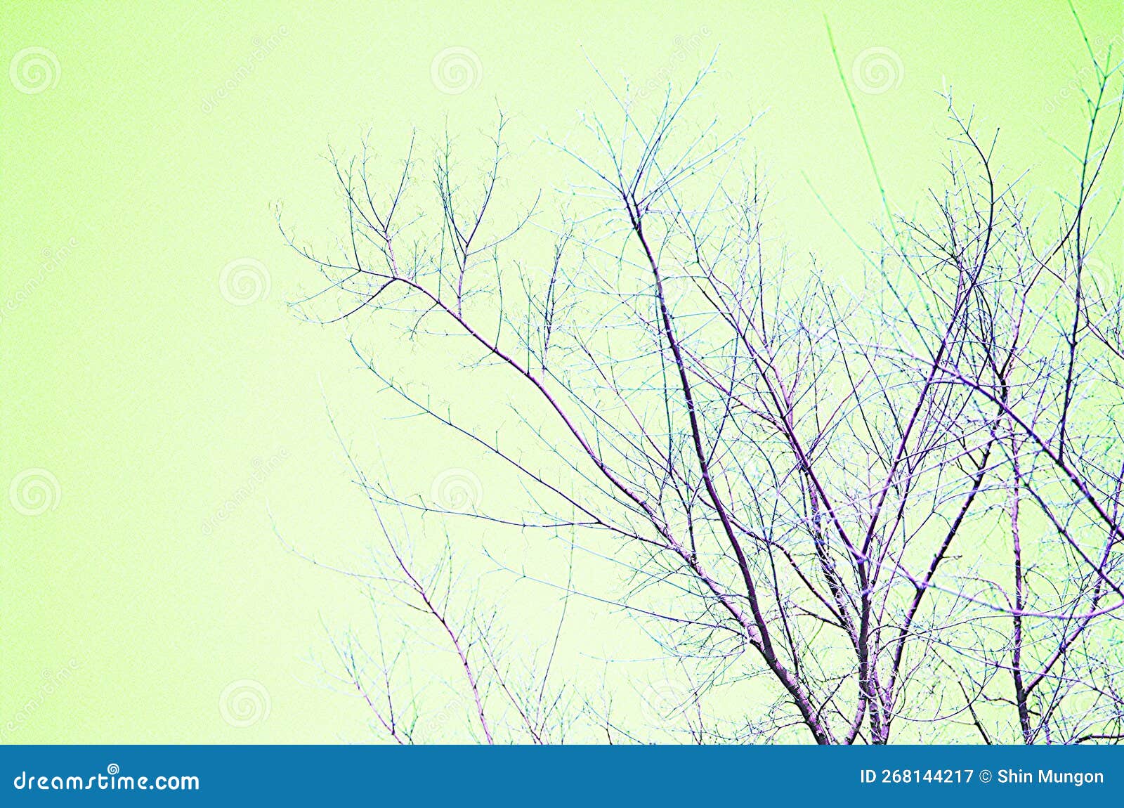 Tree Branch Isolated Remaining from Winter Stock Image - Image of ...