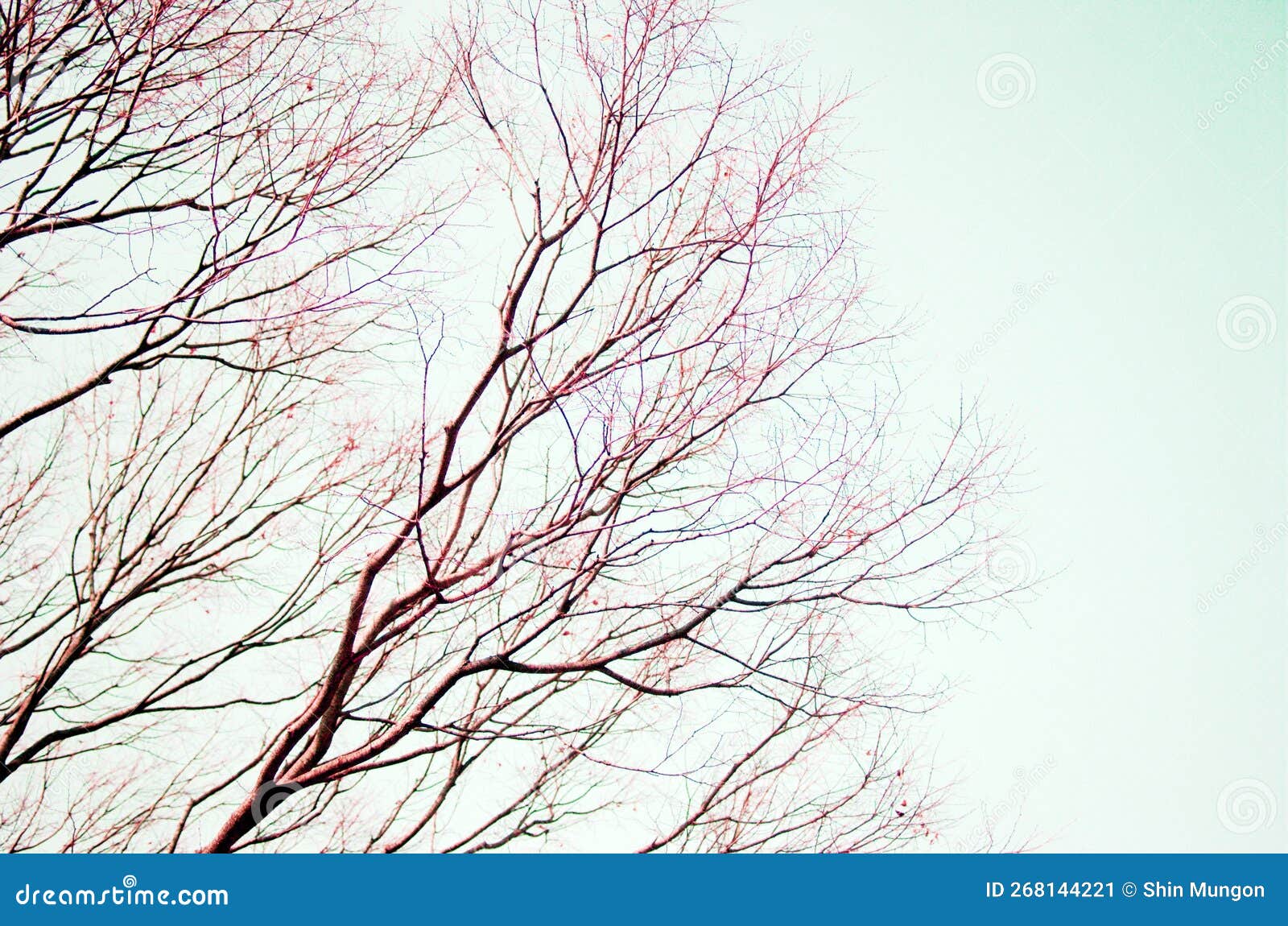 Tree Branch Isolated Remaining from Winter Stock Image - Image of ...