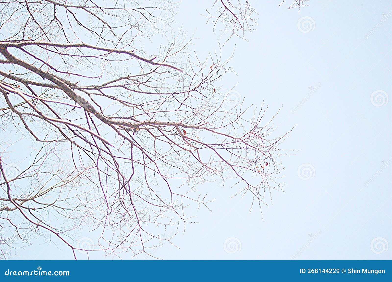 Tree Branch Isolated Remaining from Winter Stock Image - Image of ...