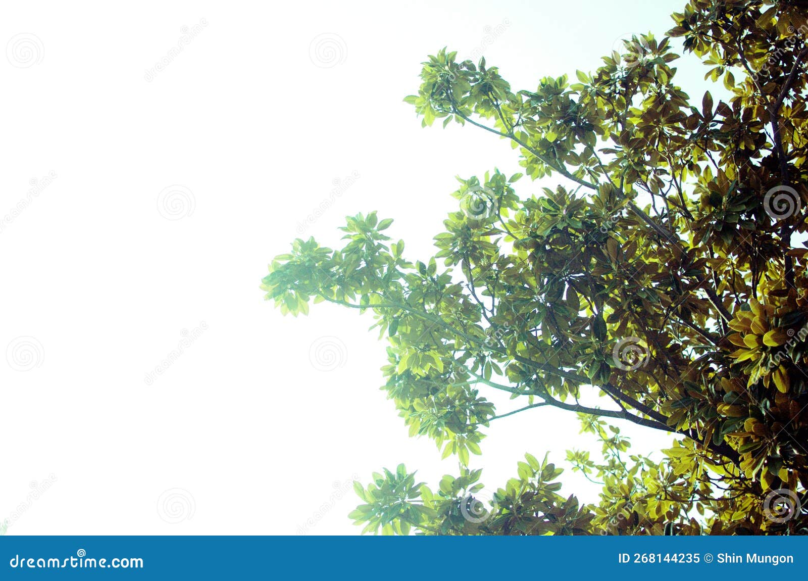 Tree Branch Isolated Remaining from Winter Stock Image - Image of ...