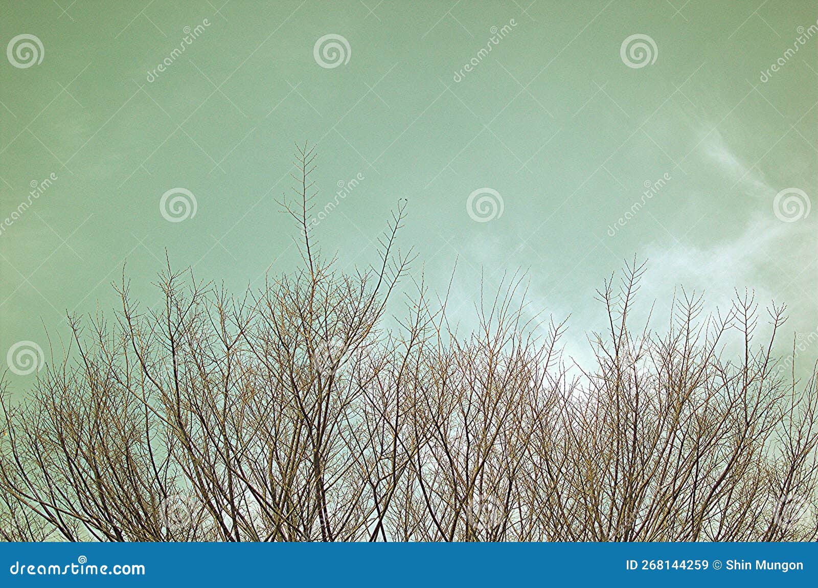 Tree Branch Isolated Remaining from Winter Stock Image - Image of ...