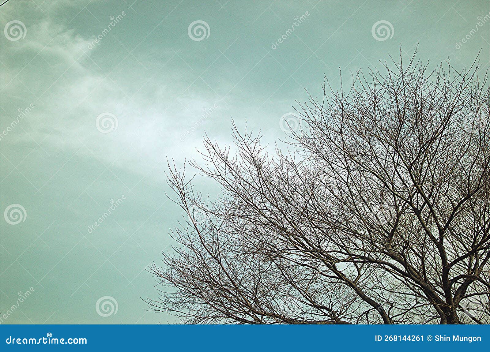 Tree Branch Isolated Remaining from Winter Stock Image - Image of ...