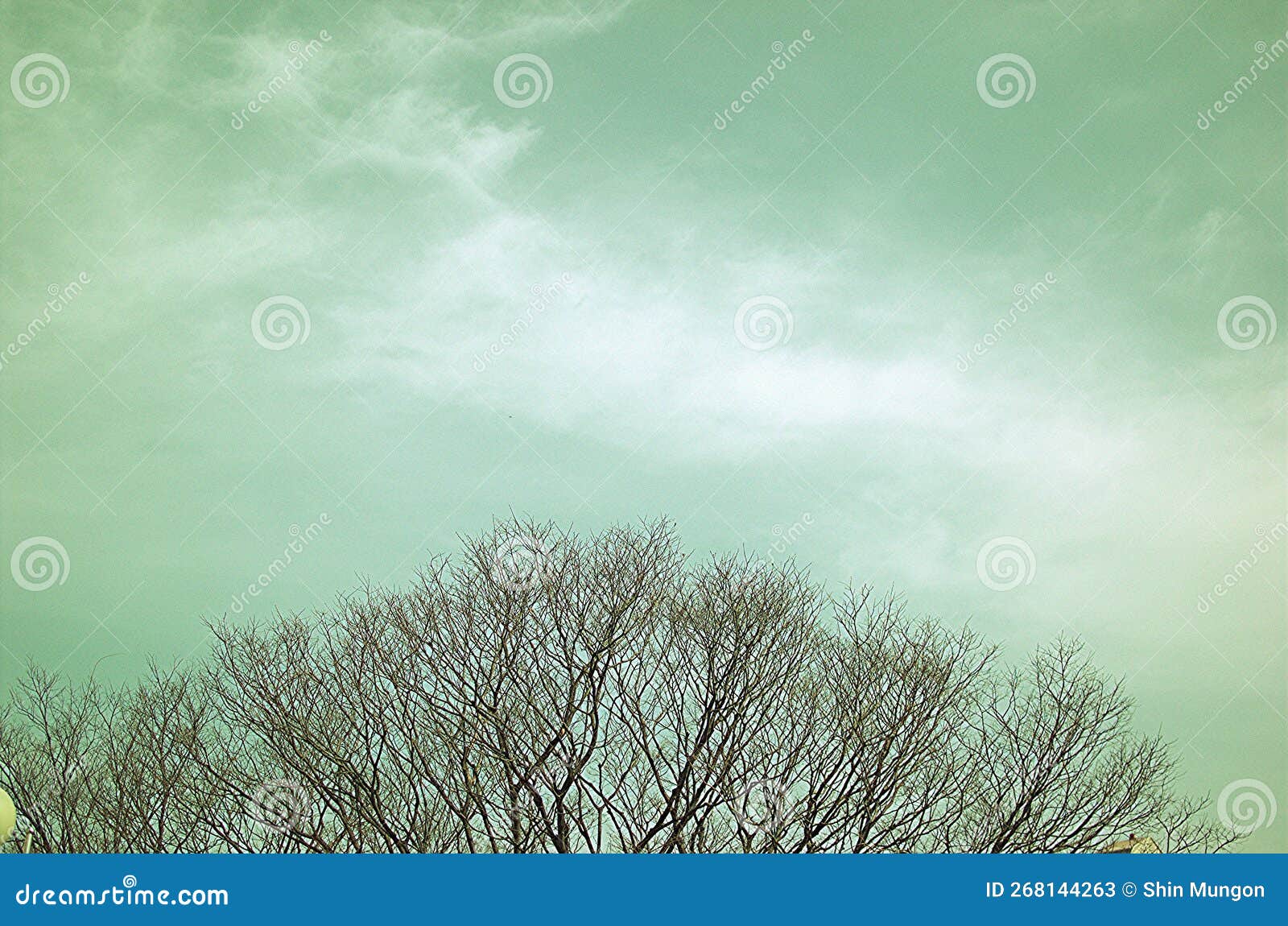 Tree Branch Isolated Remaining from Winter Stock Image - Image of ...