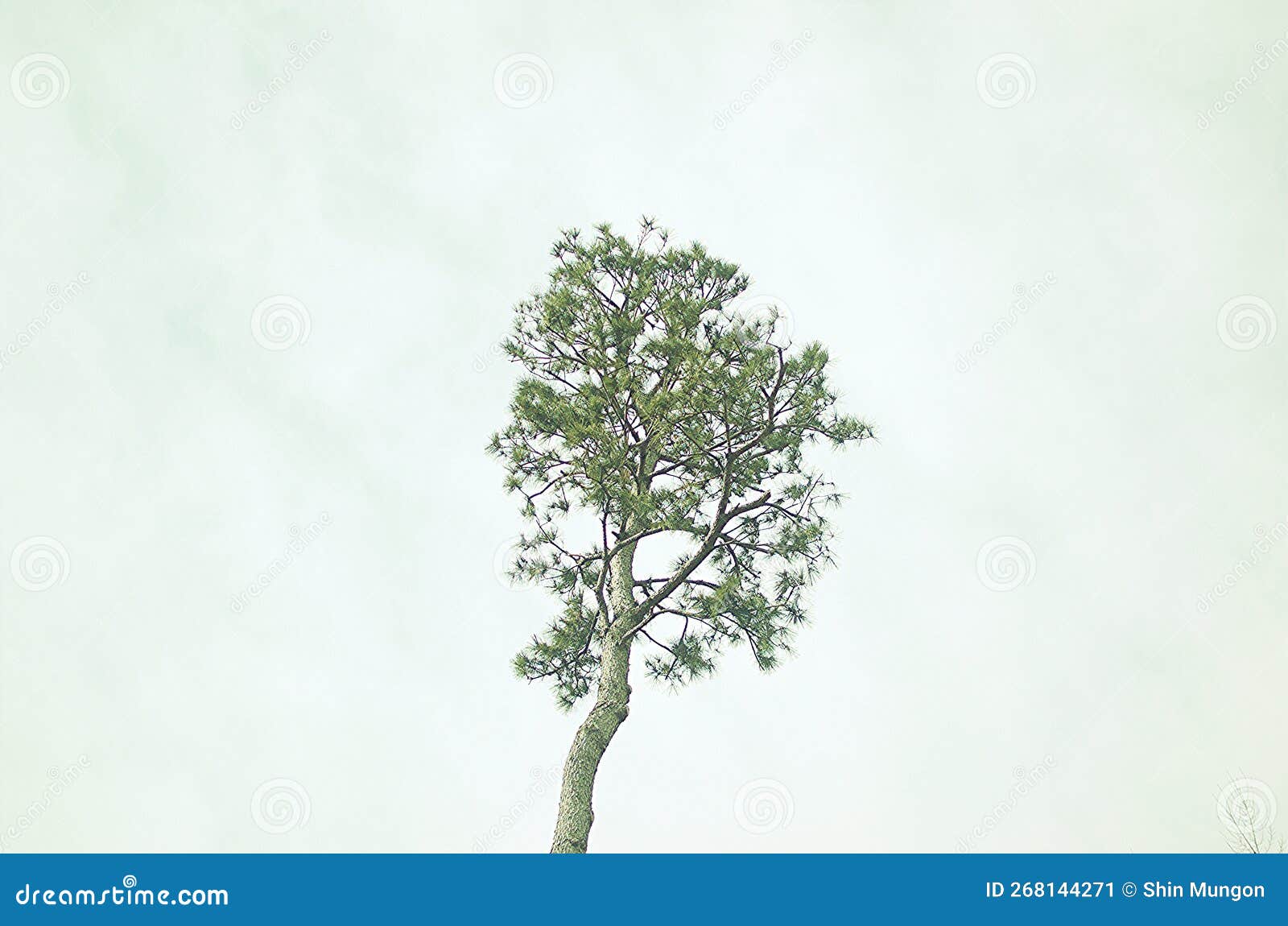 Tree Branch Isolated Remaining from Winter Stock Image - Image of ...