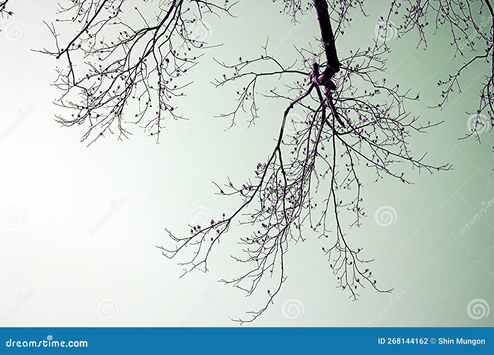Tree Branch Isolated Remaining from Winter Stock Photo - Image of ...