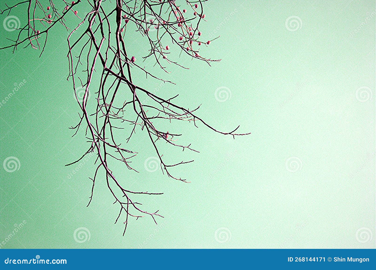 Tree Branch Isolated Remaining from Winter Stock Image - Image of leaf ...