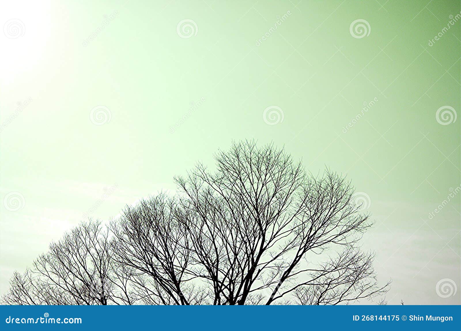 Tree Branch Isolated Remaining from Winter Stock Image - Image of ...