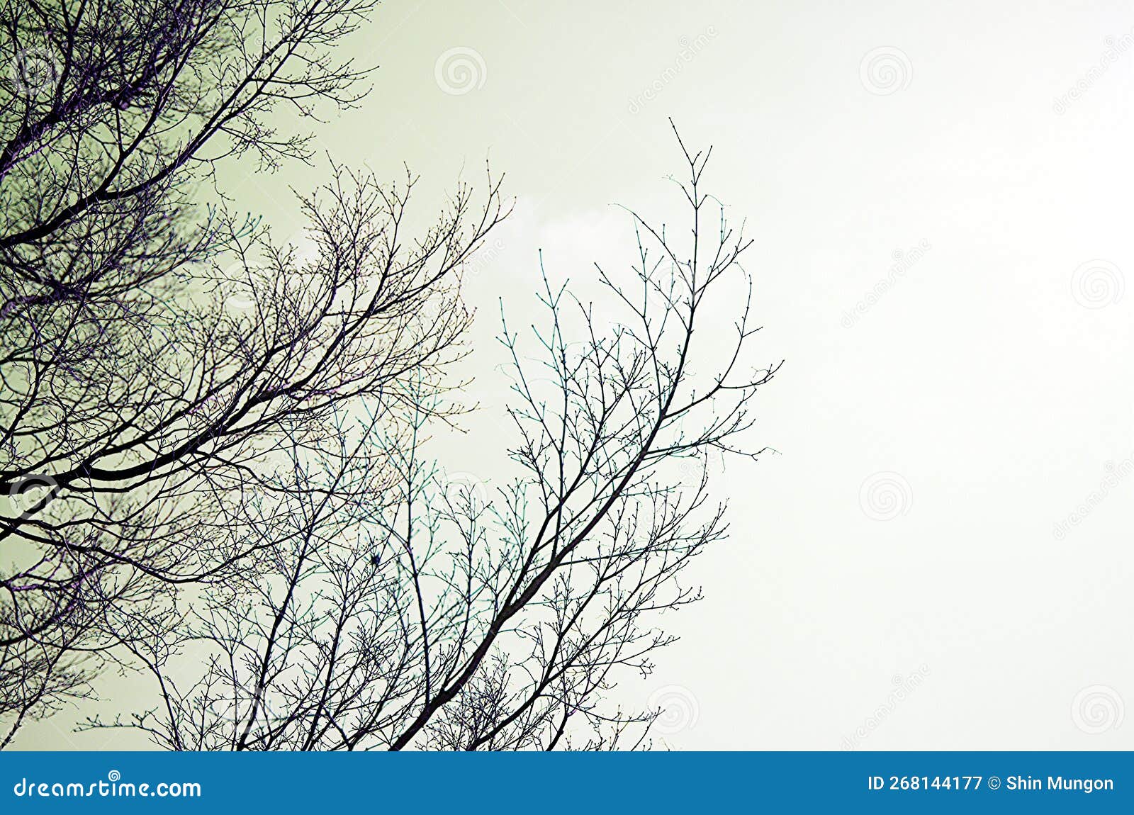 Tree Branch Isolated Remaining from Winter Stock Image - Image of shape ...