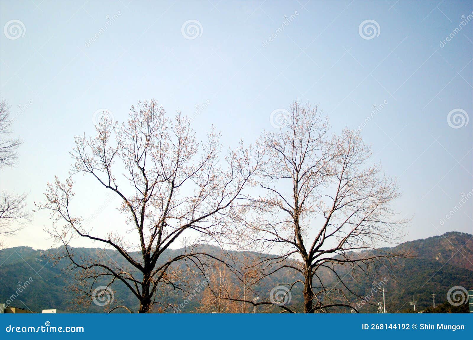 Tree Branch Isolated Remaining from Winter Stock Photo - Image of ...