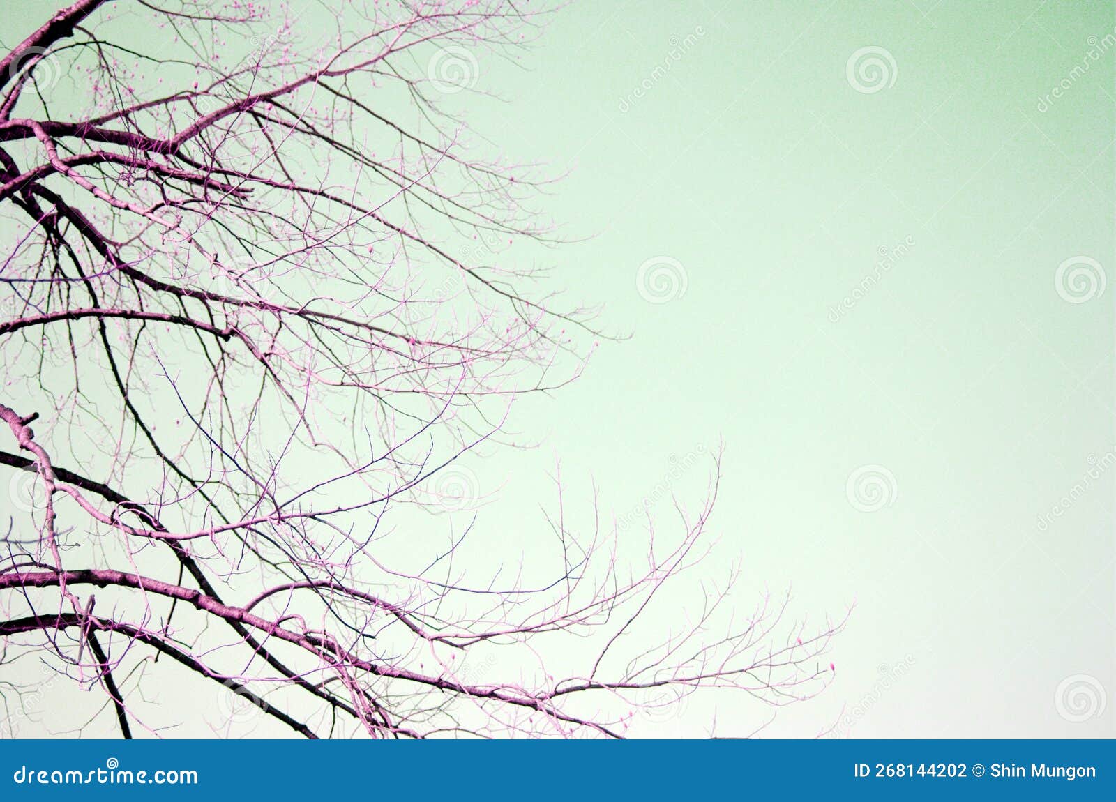 Tree Branch Isolated Remaining from Winter Stock Photo - Image of ...