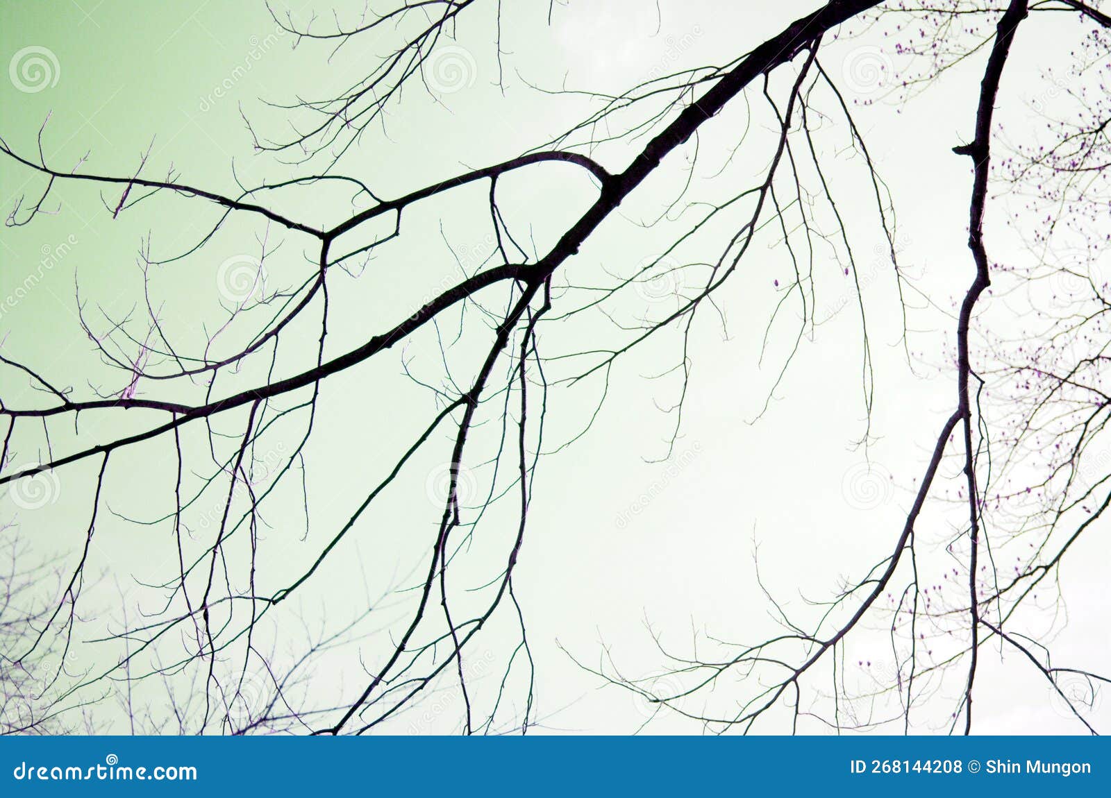 Tree Branch Isolated Remaining from Winter Stock Photo - Image of green ...