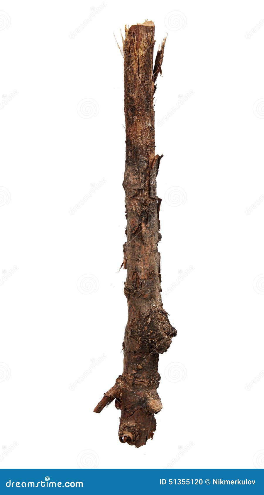 Tree branch stock photo. Image of trunk, texture, twig - 51355120