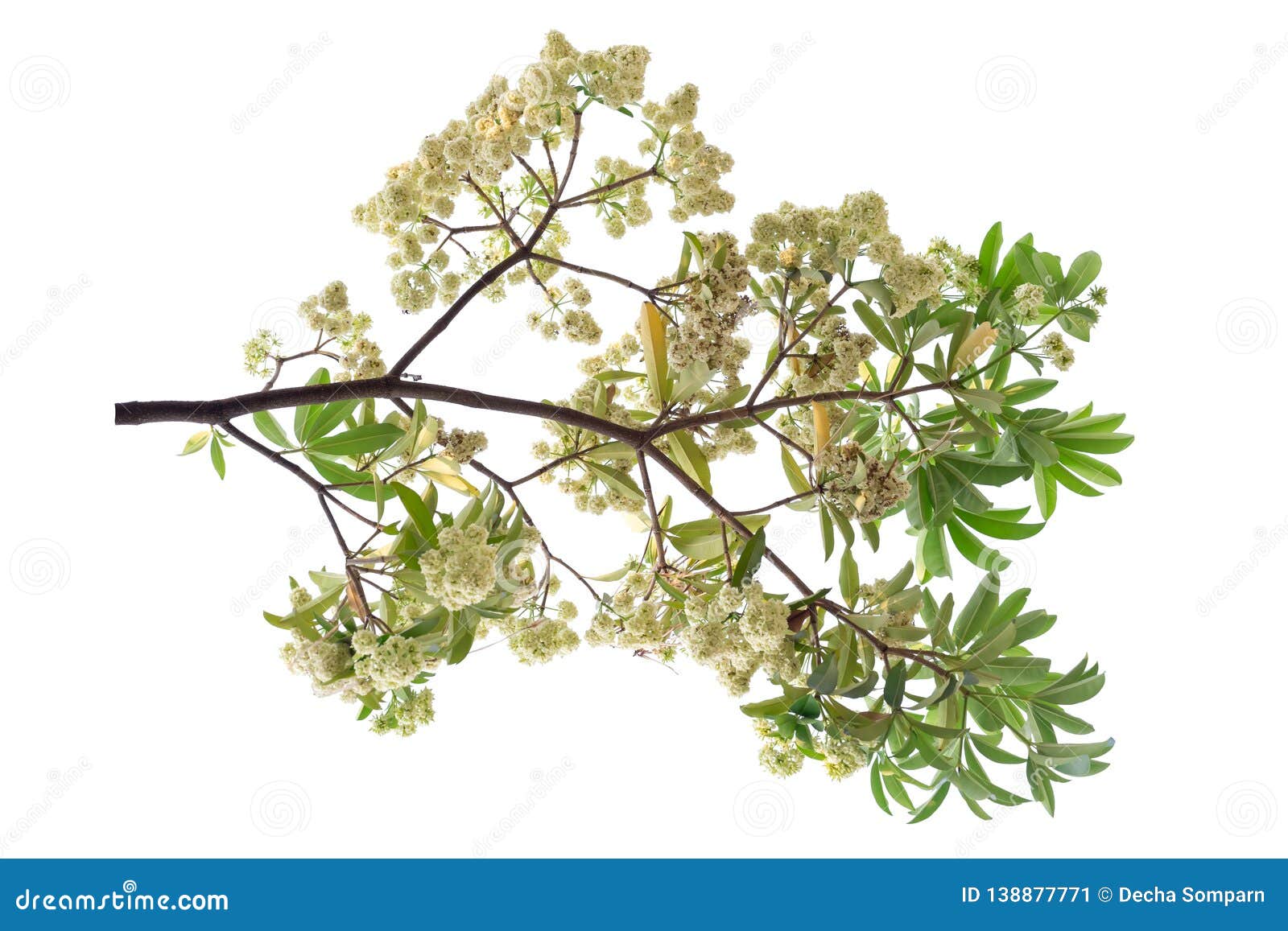 Tree Branch Isolated on White Background Stock Image - Image of ... Tree Branch Isolated on White Background Stock Image - Image of ...
