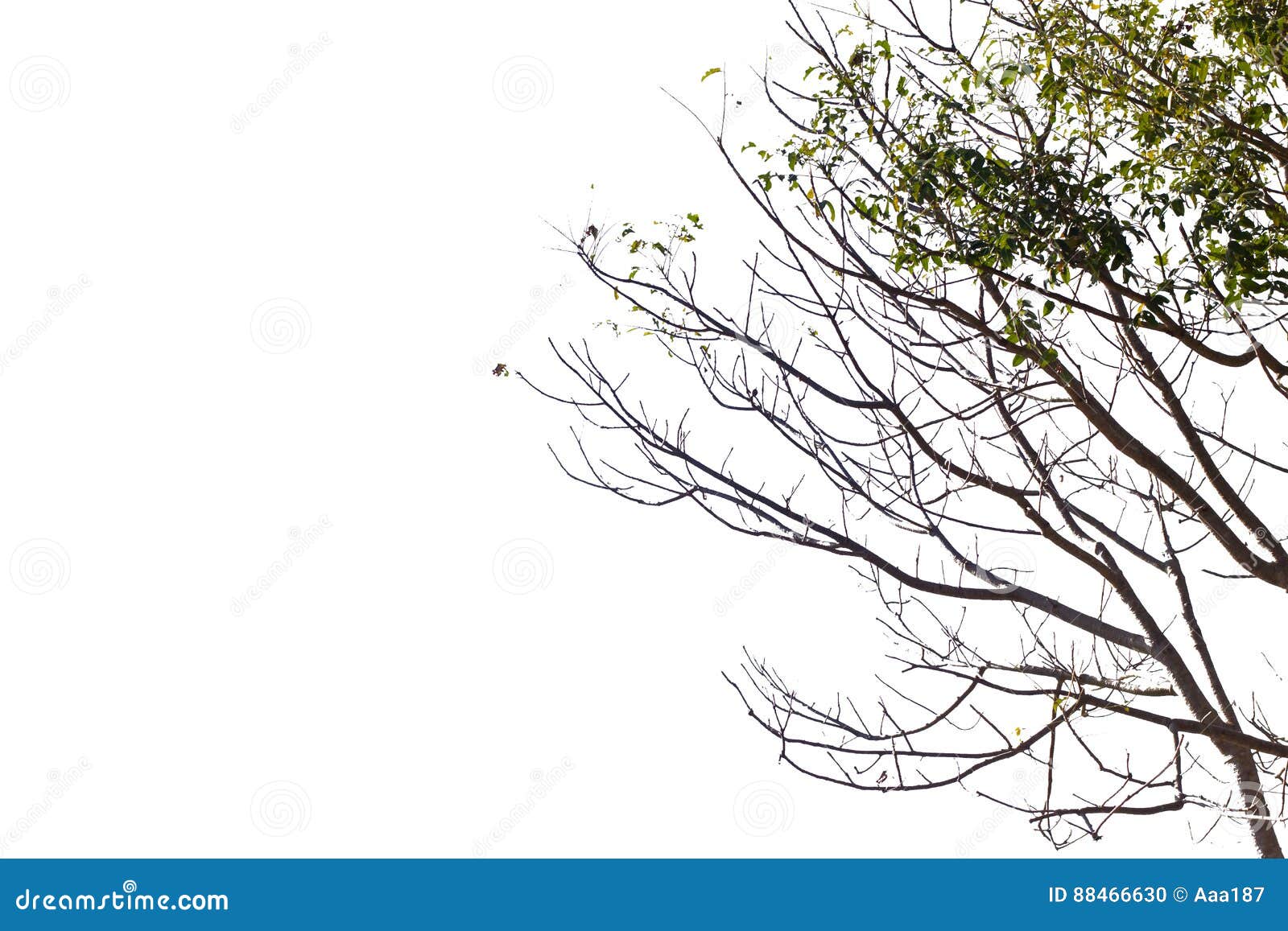 Tree Branch Isolation on White Stock Photo - Image of background ...