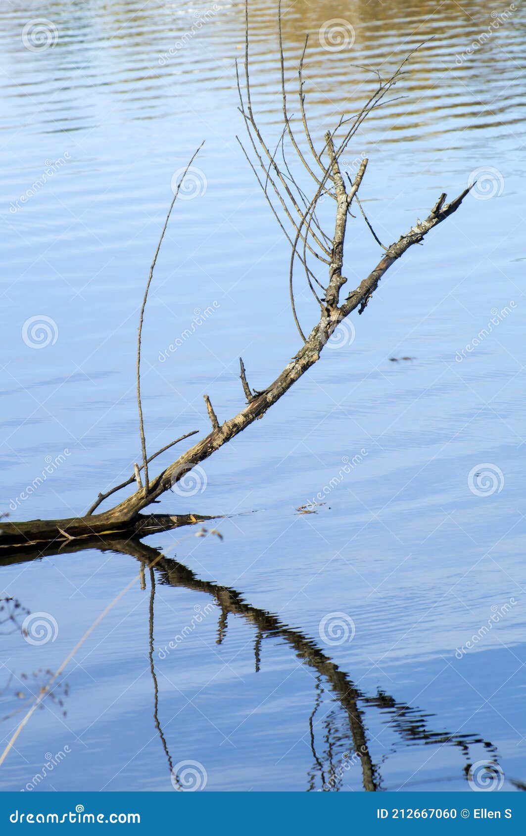 A Tree Branch and Its Reflection in the Blue Water Stock Photo - Image ...