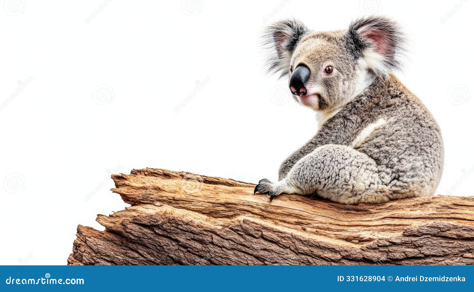 Tree Branch with Koala Sitting on it Isolated on Transparent Background ...