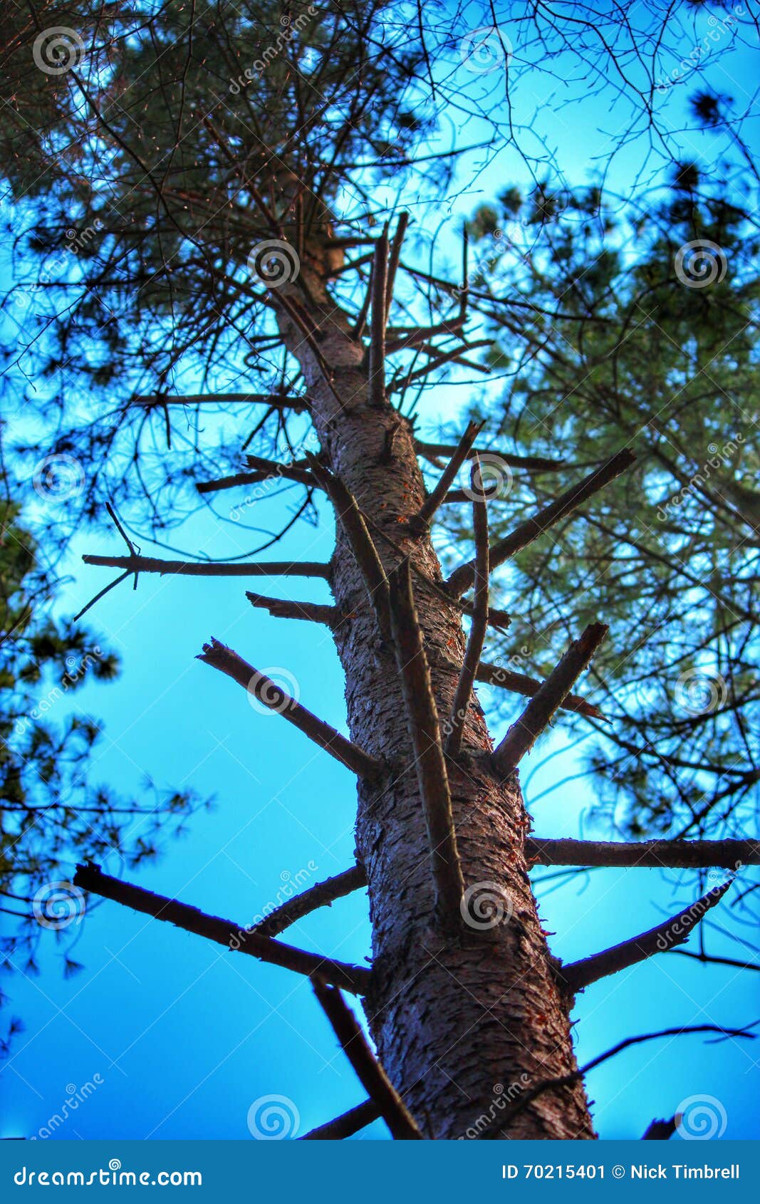 Tree Branch Ladder stock image. Image of branches, resembling - 70215401