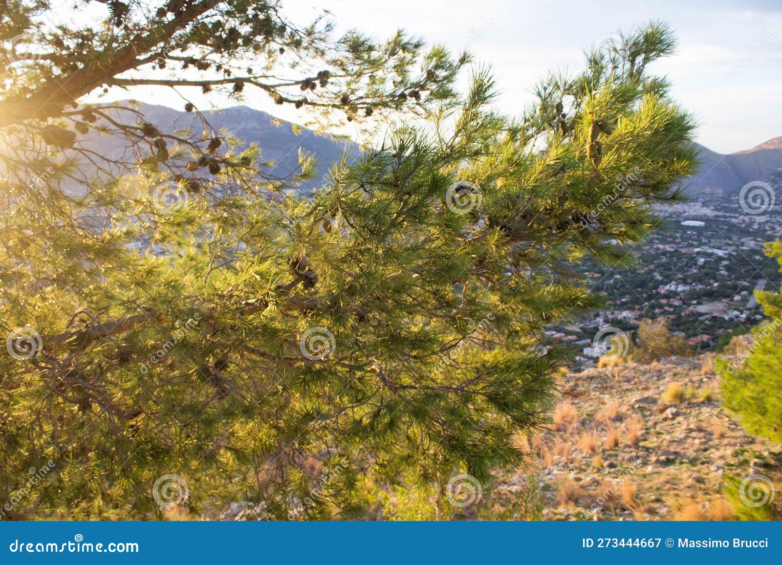 Tree Branch with the Landscape in the Background Stock Image - Image of ...