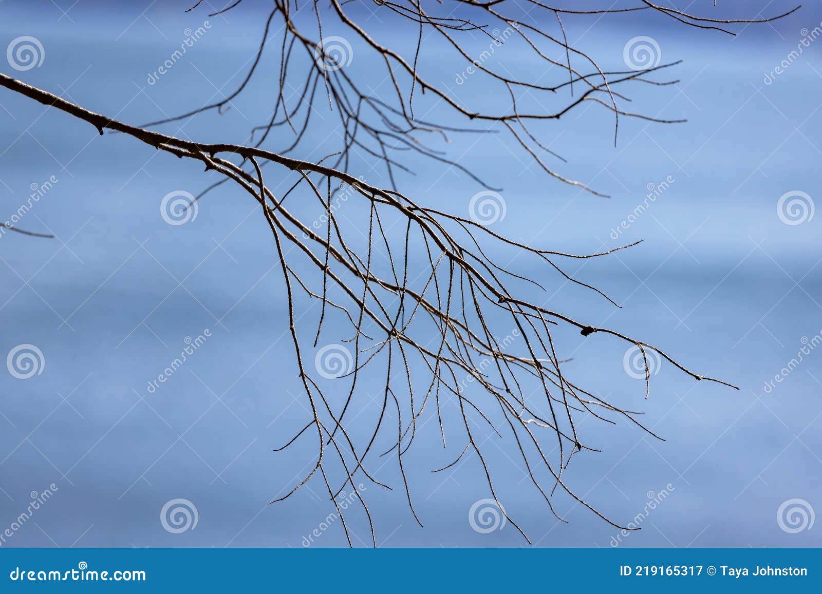 Tree Branch with Large Body of Water Stock Image - Image of rainforest ...